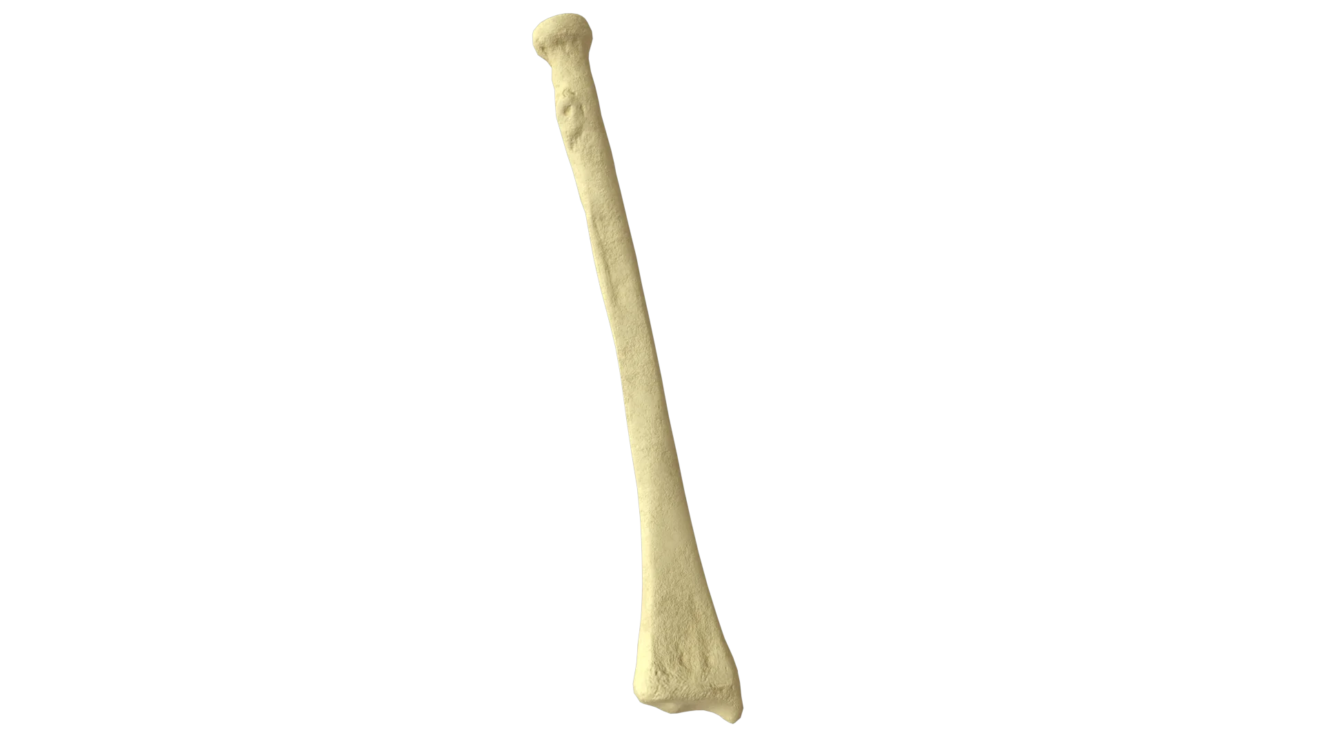 3D Anatomy Model of Bones of Hand (Left) | VOKA